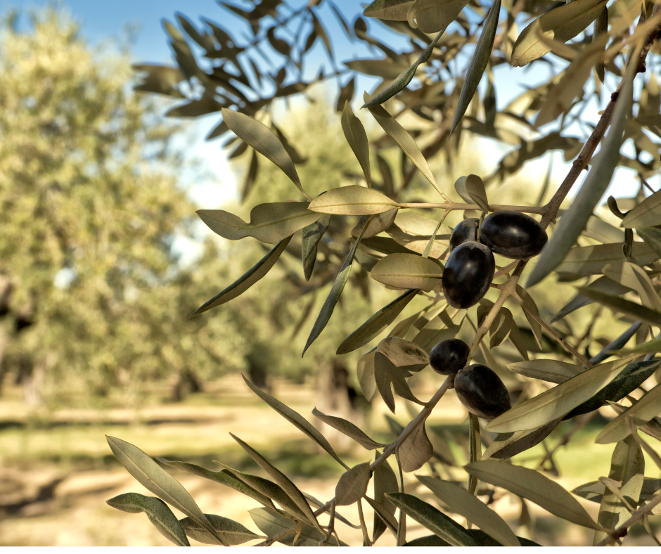 Włoskie gaje oliwne: co warto zobaczyć?